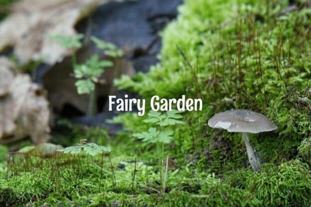 Fairy Garden - Bonner County Gardeners Association
